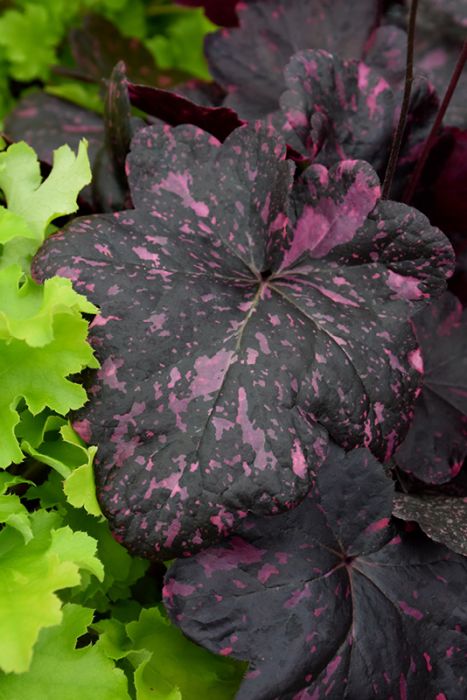 heuchera midnight