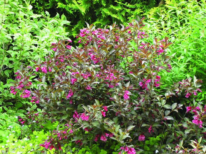 ghost weigela