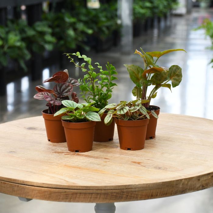 Mini Foliage | Gertens Garden Center