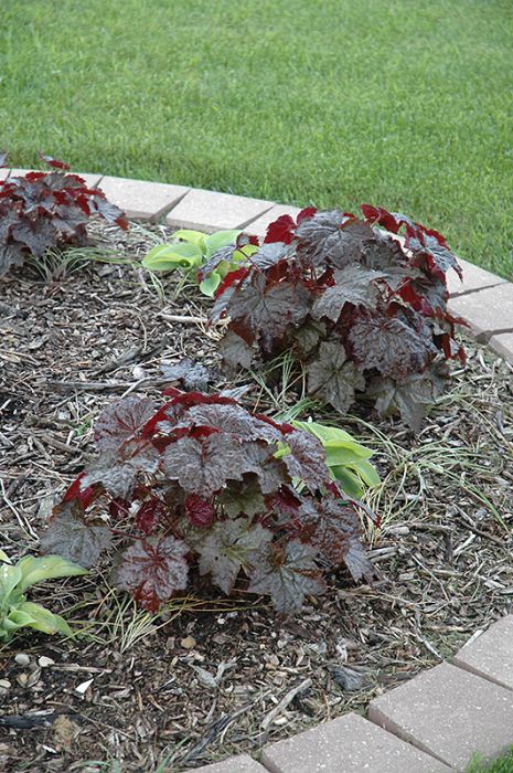 heuchera landscape