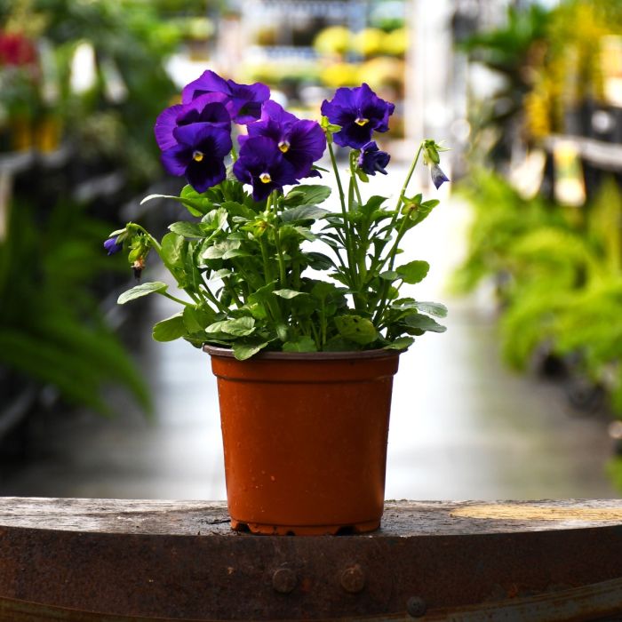 Pansy Premium Blue with Blotch | Gertens Garden Center