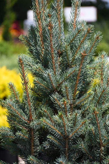columnar blue spruce tree