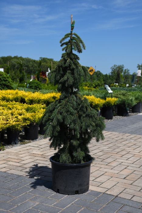 weeping spruce tree types