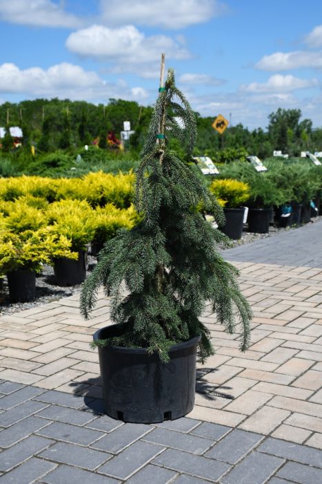 weeping white spruce