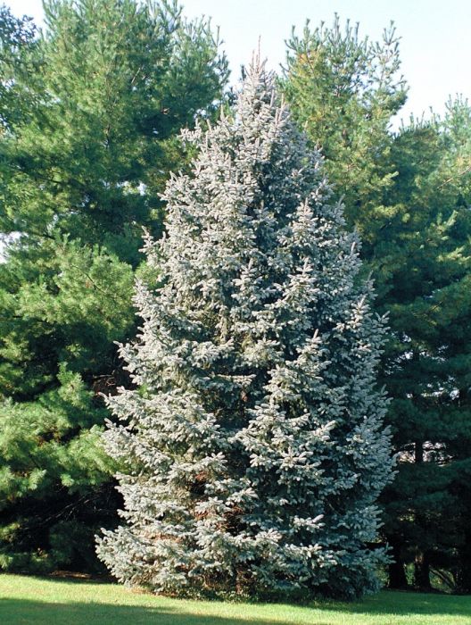 white spruce size