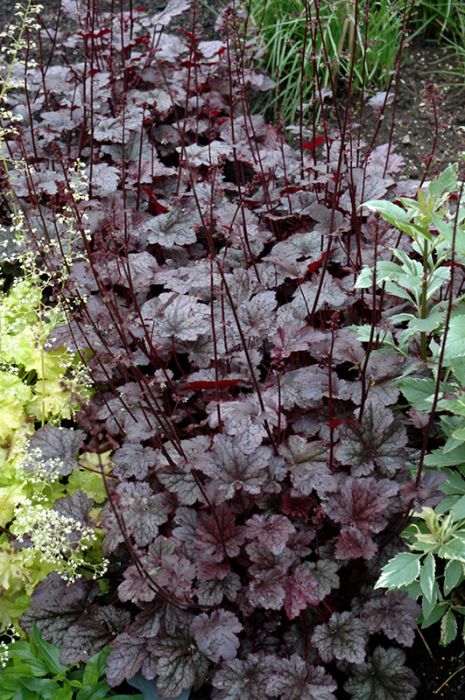 heuchera 'plum pudding