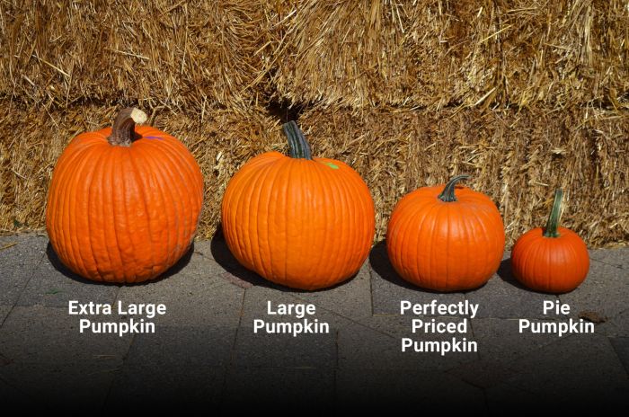 difference between pumpkins and pie pumpkins