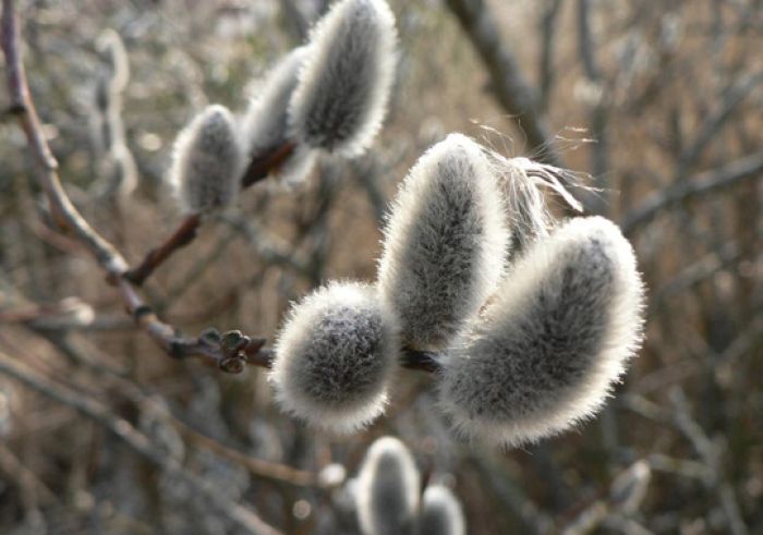 fluffy willow
