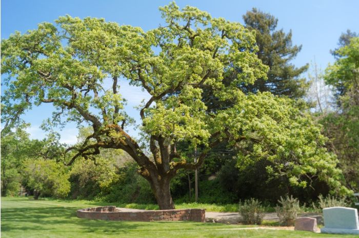 garden oak tree