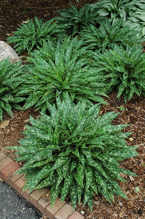 pulmonaria raspberry splash