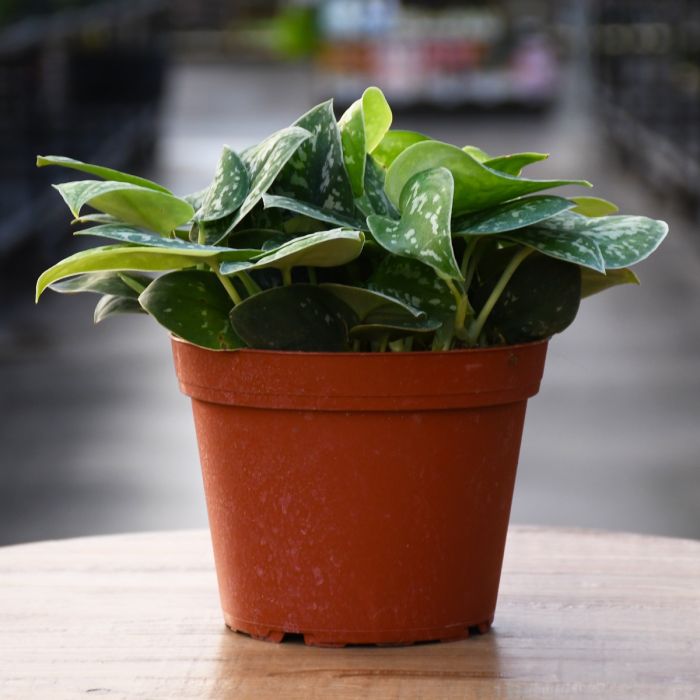 Scindapsus Pictus 'Argyraeus' | Gertens Garden Center