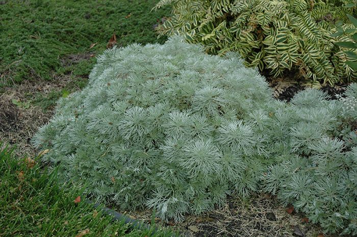 dwarf artemisia
