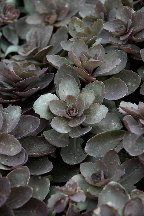 sedum dazzleberry problems