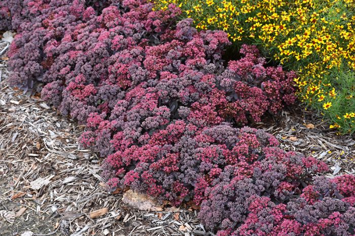 sedum dazzleberry problems
