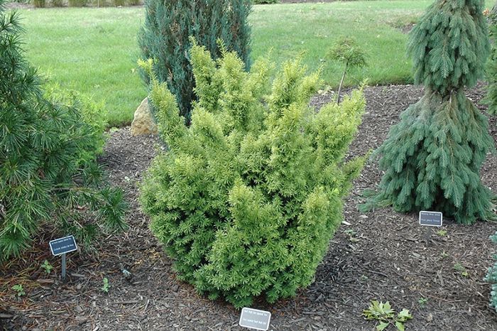 dwarf yew tree