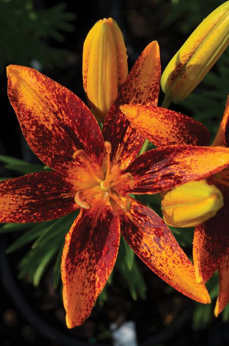 orange pixie lily