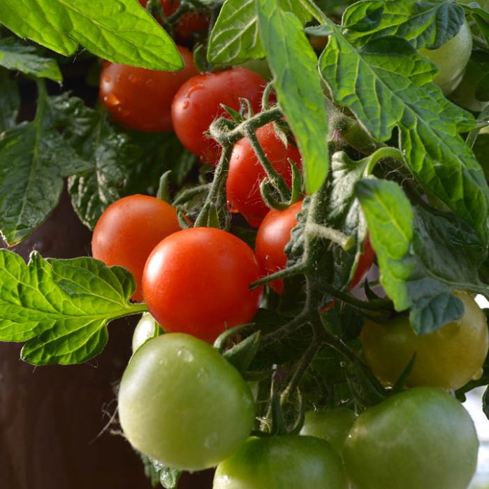 cherry tomatoes planter
