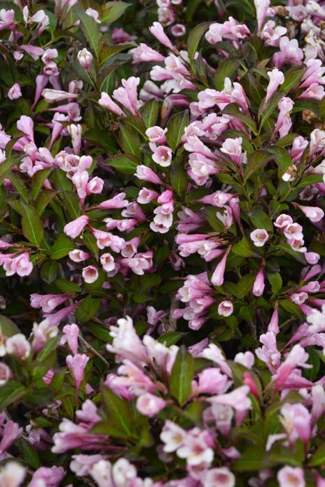 weigela java red size