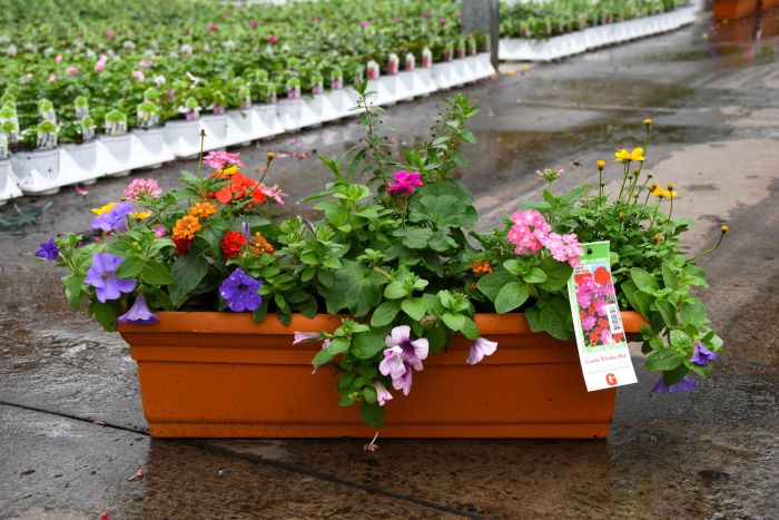 24” Patio Tub Awesome Combo | Gertens Garden Center