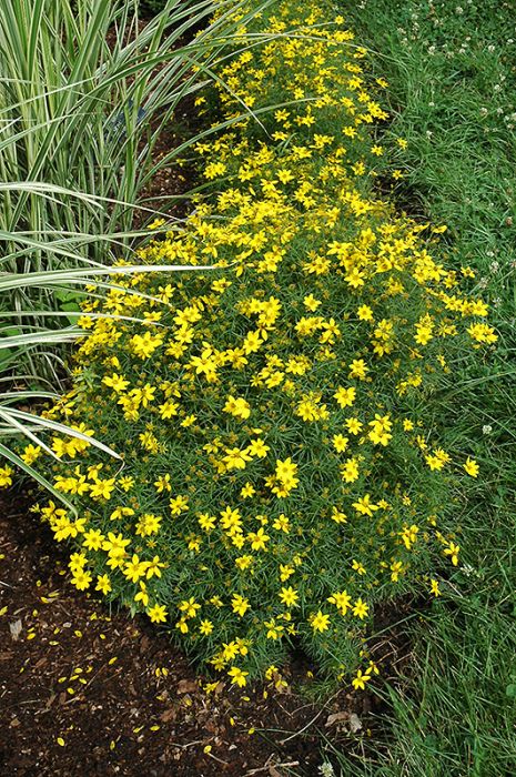 threadleaf coreopsis zagreb