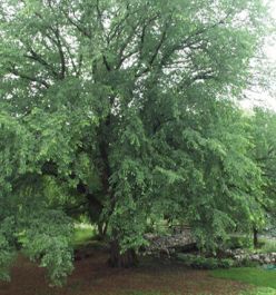 St. Croix American Elm | Gertens Garden Center