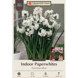 Narcissus, Tazetta Indoor Paperwhite 'Inbal' | Gertens Garden Center