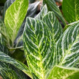 Aglaonema 'Golden Madonna' | Gertens Garden Center