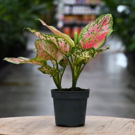 Aglaonema Ruby Ray | Gertens Garden Center