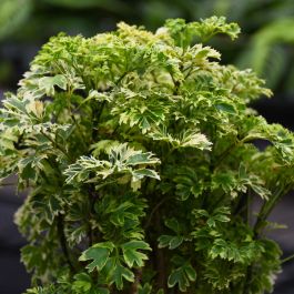 Polyscias Fruticosa, Aralia 'Ming Gold' Mini Bonsai | Gertens Garden Center