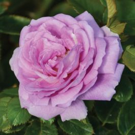 Rosa, Floribunda Rose 'Arctic Blue™' | Gertens Garden Center