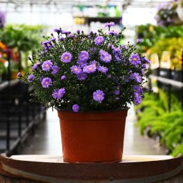 Aster Blue Dragon | Gertens Garden Center