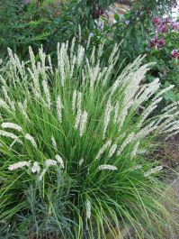 Autumn moor grass store