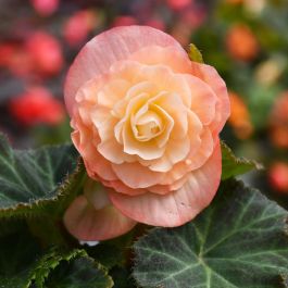 Begonia Tuberous, Nonstop® 'Peach Shades' | Gertens Garden Center