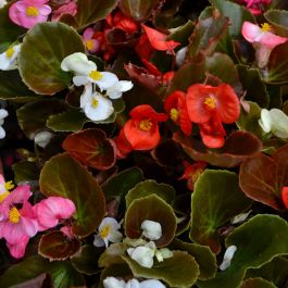 Begonia Wax, Bada Boom® Bronze Leaf Mix | Gertens Garden Center