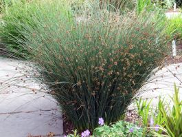 Blue Arrows Rush | Gertens Garden Center