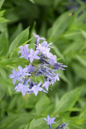 Blue Ice Blue Star | Gertens Garden Center