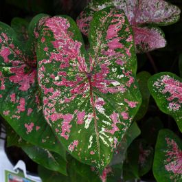 Caladium, Fire Chief | Gertens Garden Center