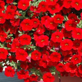 Calibrachoa Cabaret Red | Gertens Garden Center