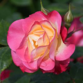 Campfire Rose | Gertens Garden Center