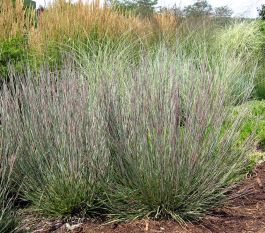 Carousel Little Bluestem | Gertens Garden Center