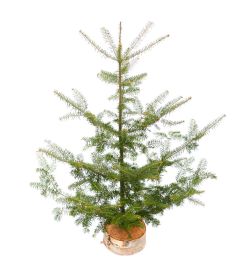 Table Top Tree 'Charlie Brown' | Gertens Garden Center