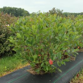 Low Scape Hedger Black Chokeberry | Gertens Garden Center