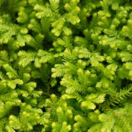 Moss, Club Moss | Gertens Garden Center