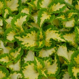 Coleus Wizard Jade | Gertens Garden Center