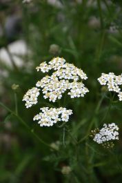 Achillea, Common Yarrow | Gertens Garden Center