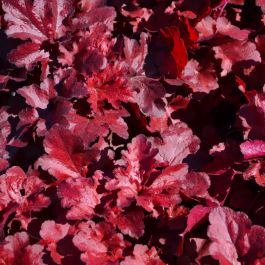heuchera red spangles
