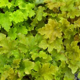 heuchera lime rickey problems