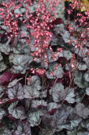 heuchera raspberry ice