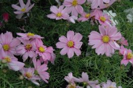 Cosmos Sonata Mix | Gertens Garden Center