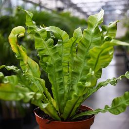 Fern, Crispy Wave Fern | Gertens Garden Center